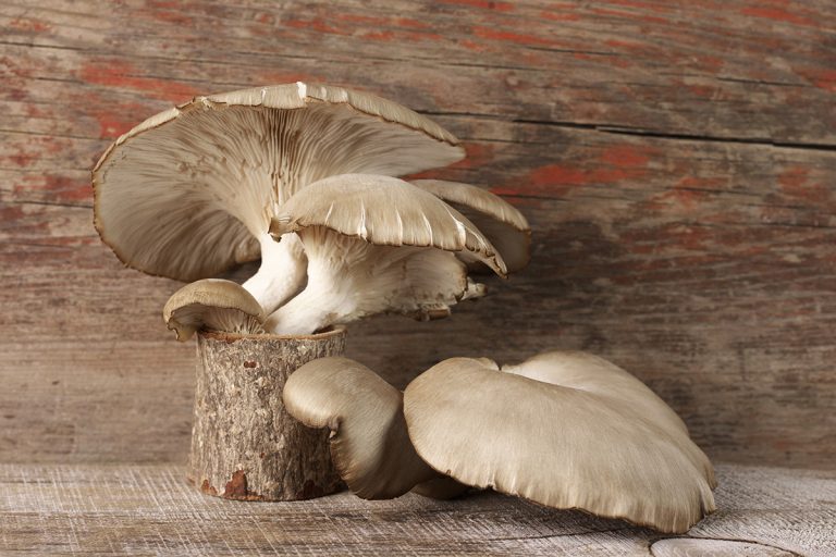 Jenis-Jenis Jamur dan Manfaatnya Bagi Kesehatan Tubuh - Berkeluarga