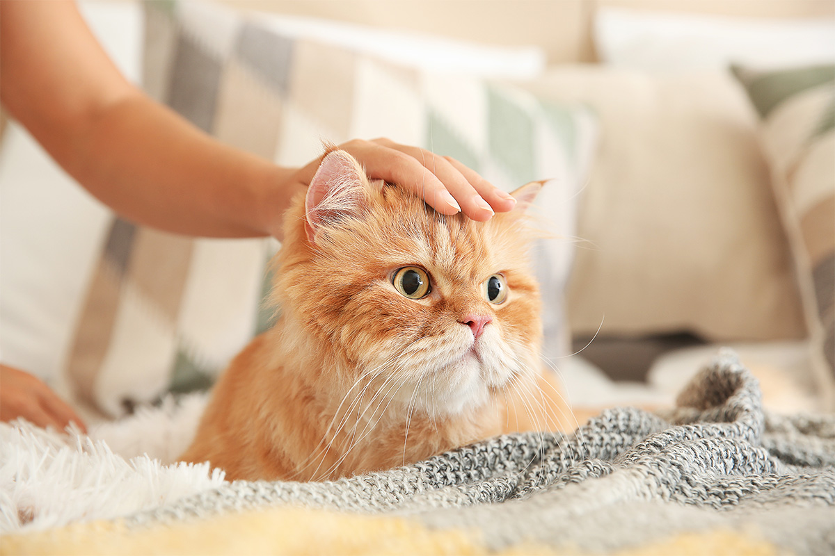 6 Ras Kucing Lucu yang Cocok Dipelihara di Rumah - Berkeluarga