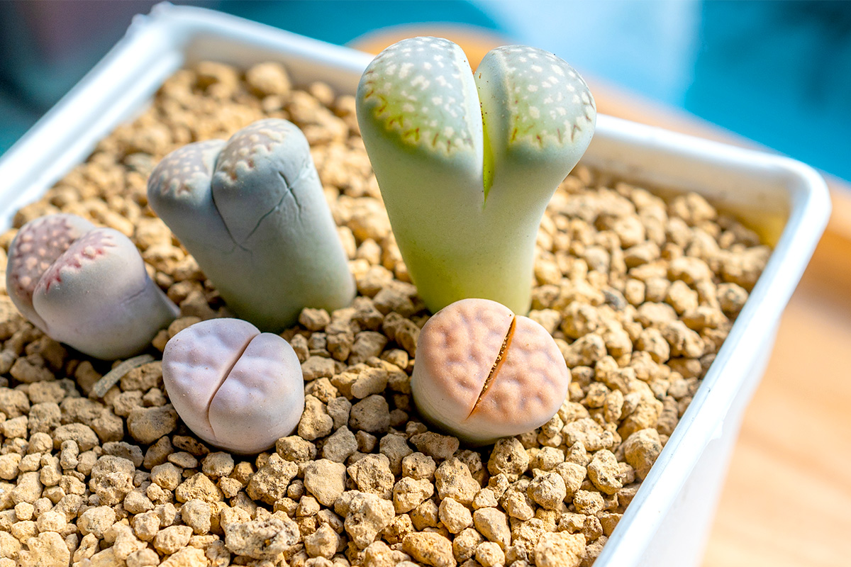 Cara Merawat Lithops, Si Batu Hidup yang Cantik - Berkeluarga